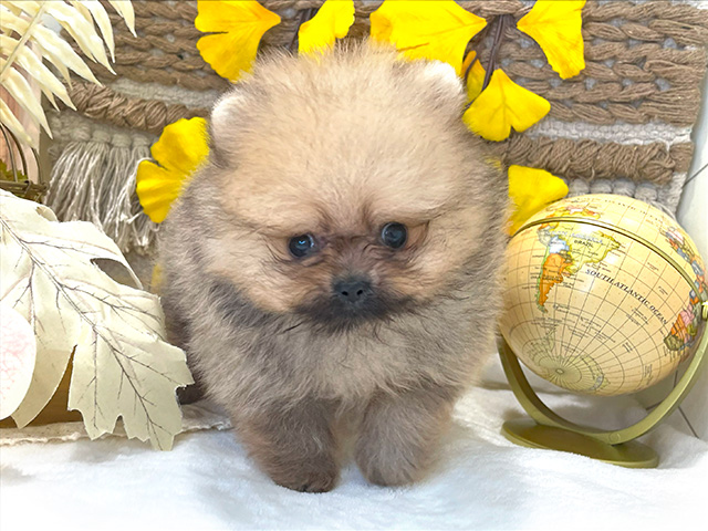 神戸三宮店 | 店舗検索 │ ペッツファースト公式サイト