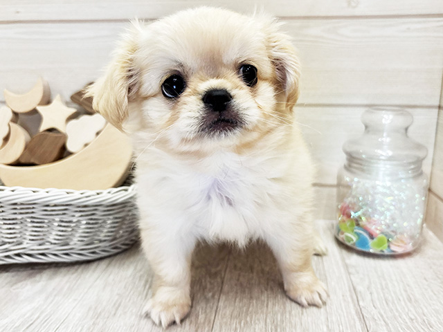 子犬の詳細情報 (愛知県/2026年3月13日生まれ/女の子/クリーム) | 子犬・子猫探しなら【ペットミー】